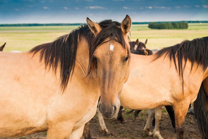 Caballo En El Pasto Del Color Beige Imagen de archivo - Imagen de ...