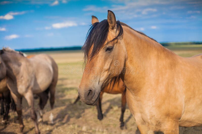 Caballo En El Pasto Del Color Beige Imagen de archivo - Imagen de ...