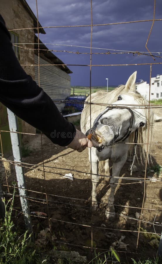 Caballo en establo imagen de archivo. Imagen de puerta - 203523869