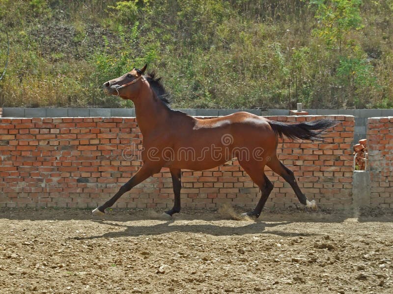 Caballo en galope imagen de archivo. Imagen de rural - 12668653