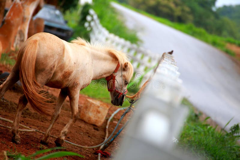 Caballo En La Granja Lechera Imagen de archivo - Imagen de australia ...