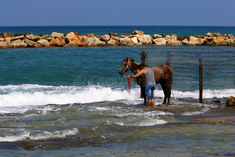 Caballo en la playa foto editorial. Imagen de orilla - 95747736