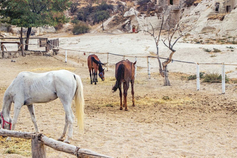 Caballo En Rancho En Cappadocia Imagen de archivo - Imagen de pavo ...