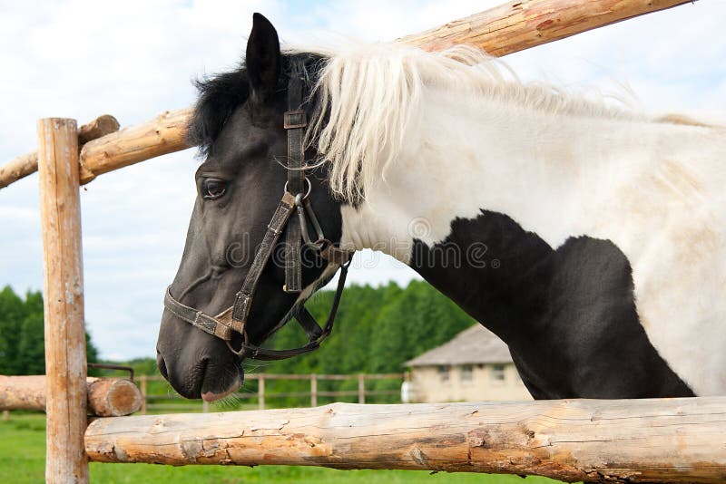 Caballo en su corral imagen de archivo. Imagen de melena - 51576041
