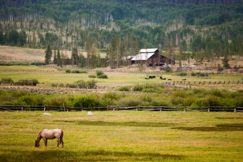 Caballo En Un Campo En Un Rancho Foto de archivo - Imagen de paisaje ...