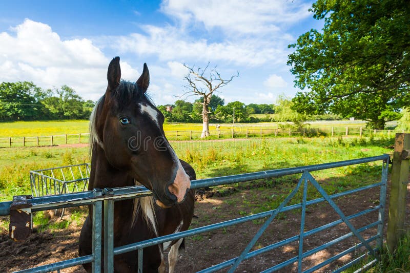 Caballo en corral foto de archivo. Imagen de ganado, soporte - 9839164