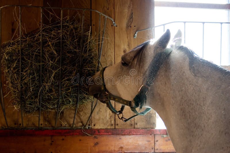 Caballo en un establo imagen de archivo. Imagen de caballo - 256613