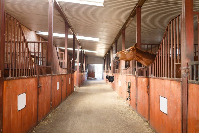 Interior De Un Establo Vacío En Una Granja De Caballos Imagen de ...