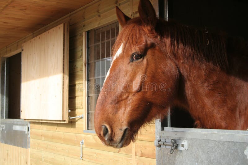 Caballo En Un Establo Imagen. Imagen: 8236898