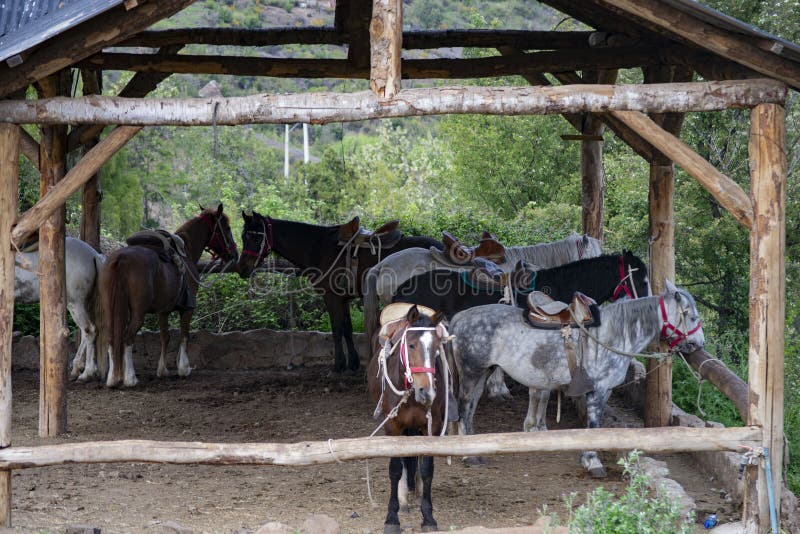 Caballos En Corral En Granja Foto de archivo - Imagen de rancho ...
