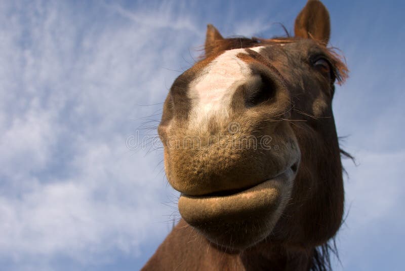Caballo feliz imagen de archivo. Imagen de animal, tiro - 1922303