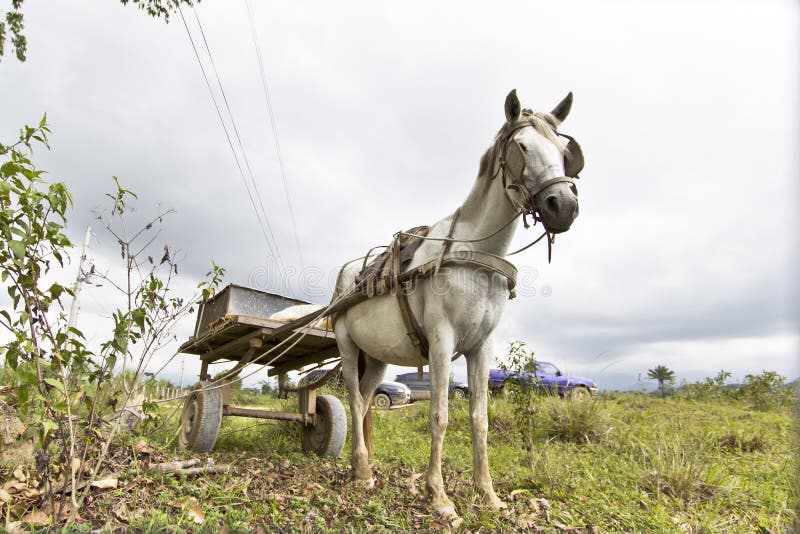 Caballo flaco imagen de archivo. Imagen de carro, campo - 41136145