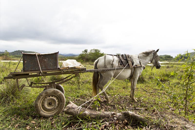350 Caballo Flaco Fotos de stock - Fotos libres de regalías de Dreamstime