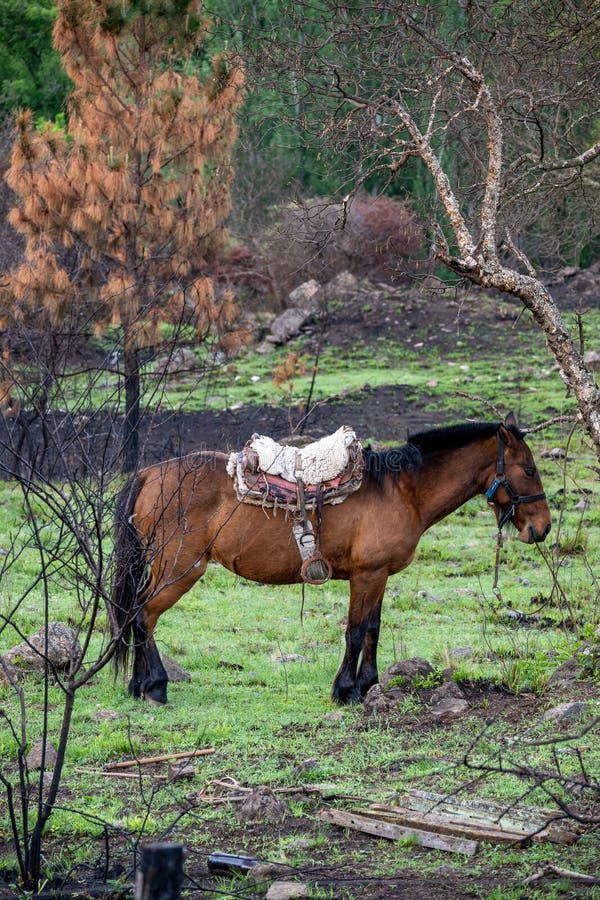 Caballo gaucho argentino imagen de archivo. Imagen de mirando - 345700515