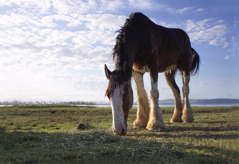 Caballo Grande De Clydesdale Que Pasta Imagen de archivo - Imagen de ...