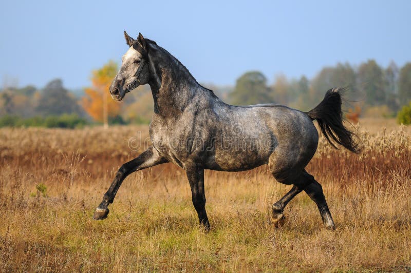 Caballo gris foto de archivo. Imagen de caballos, fuerte - 39476914