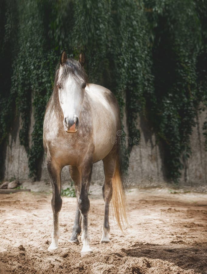 Caballo Gris Hermoso Del Semental Que Corre En El Flojo Sobre Fondo Del ...