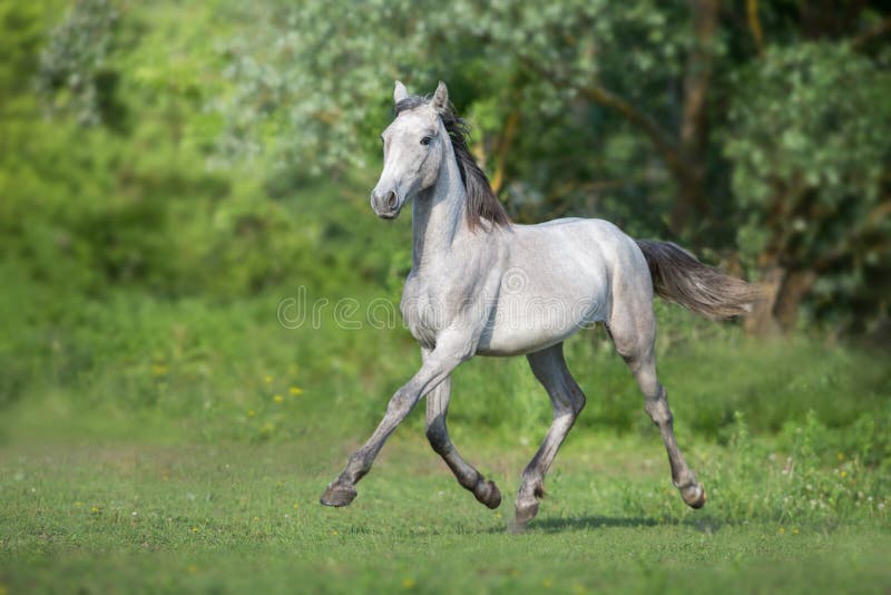 Caballo Gris Con La Melena Larga Foto de archivo - Imagen de ecuestre ...