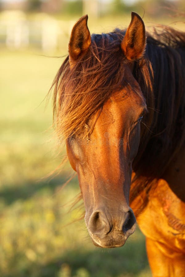 Caballo Imponente Que Se Coloca En Una Colina Foto de archivo - Imagen ...
