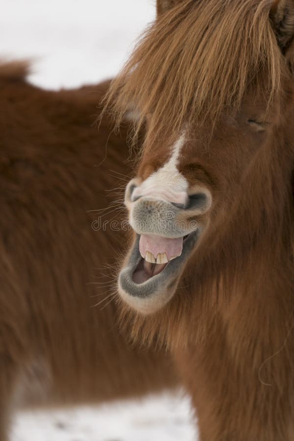Caballo loco foto de archivo. Imagen de enojado, potro - 1137210