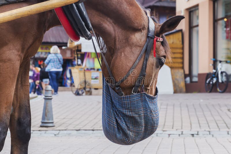 Caballo Masticando Heno De Una Bolsa Colgada En Ella Imagen de archivo ...