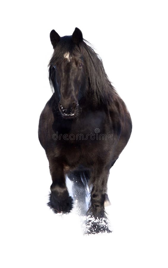 Caballo negro foto de archivo. Imagen de negro, belleza - 21376380