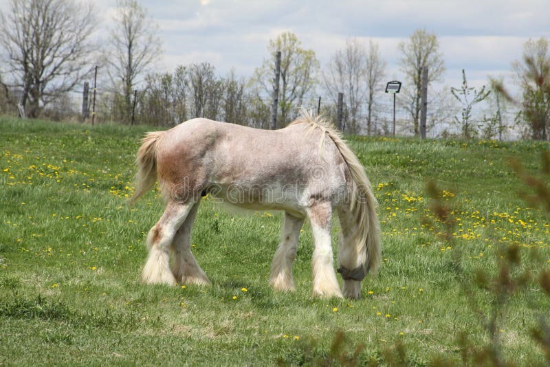 350 Caballo Flaco Fotos de stock - Fotos libres de regalías de Dreamstime