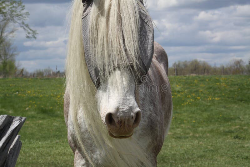 Caballo, pelo largo imagen de archivo. Imagen de pelo - 101828381