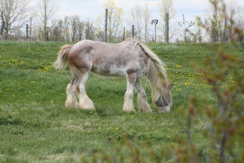 Caballo, pelo largo imagen de archivo. Imagen de pelo - 101828381