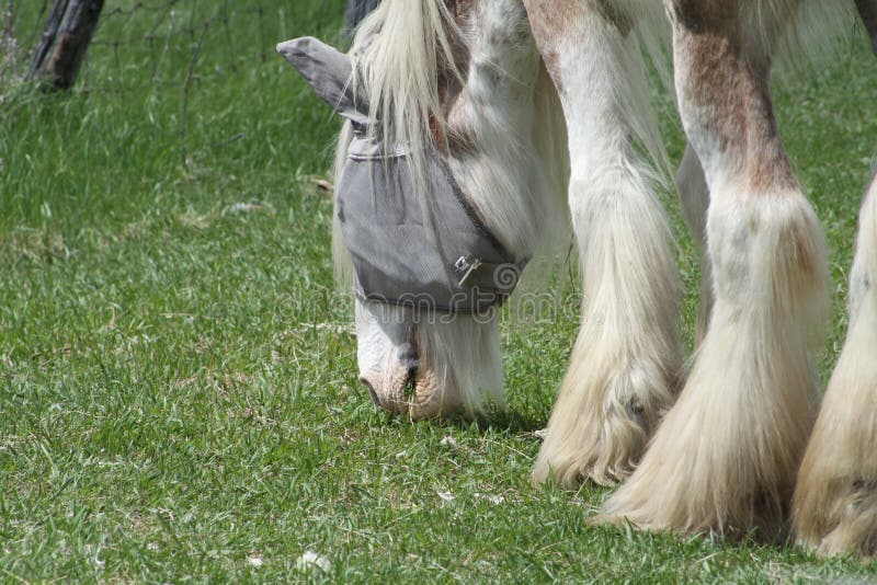 Caballo, pelo largo imagen de archivo. Imagen de pelo - 101828381