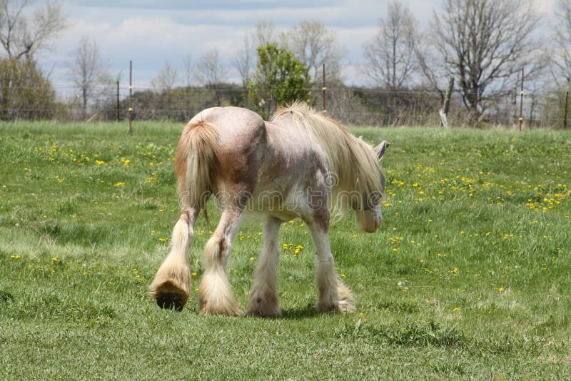 229 Caballo Flaco Fotos - Libres de Derechos y Gratuitas de Dreamstime