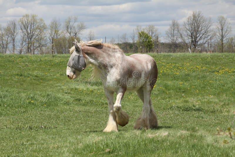 Caballo, pelo largo imagen de archivo. Imagen de pelo - 101828381