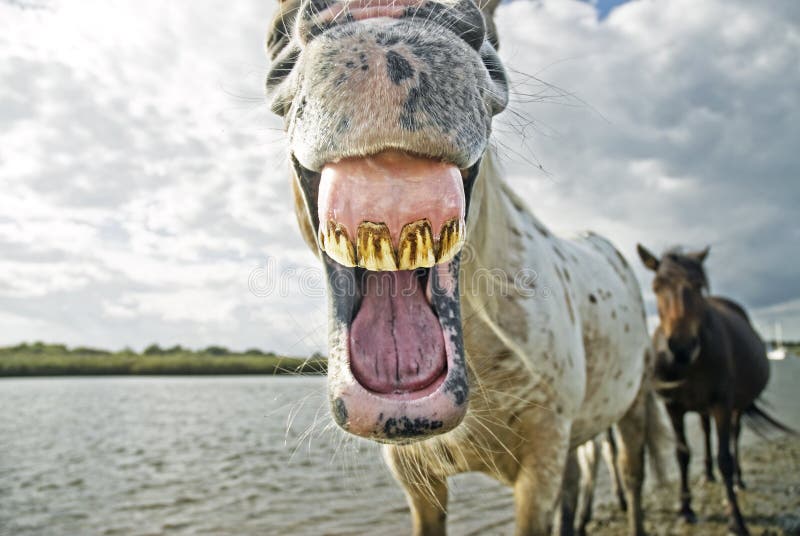 Caballo Que Ríe O Que Bosteza Imagen de archivo - Imagen de pink, campo ...
