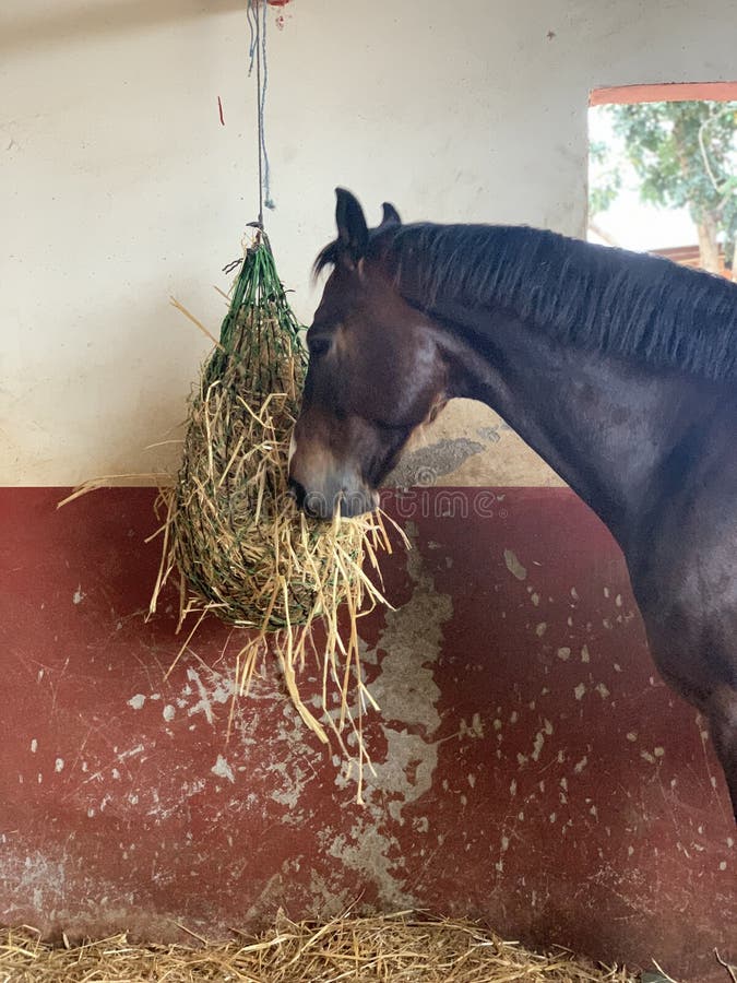 Caballo Que Mastica En El Pasamano Imagen de archivo - Imagen de melena ...