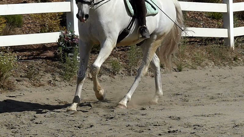 Caballo Que Corre En La Cámara Lenta Almacen De Metraje De Vídeo ...