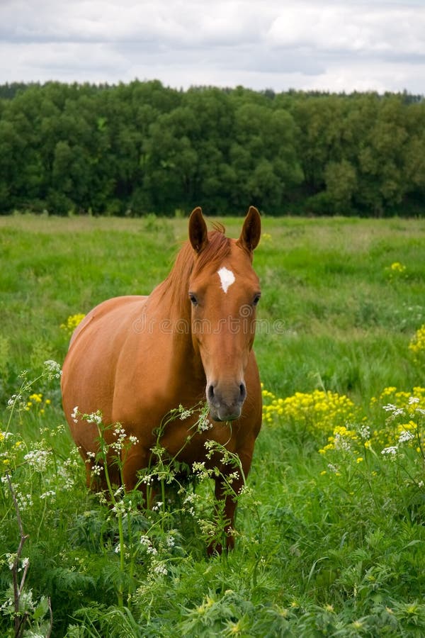Caballo rojo foto de archivo. Imagen de granja, potro - 31962236