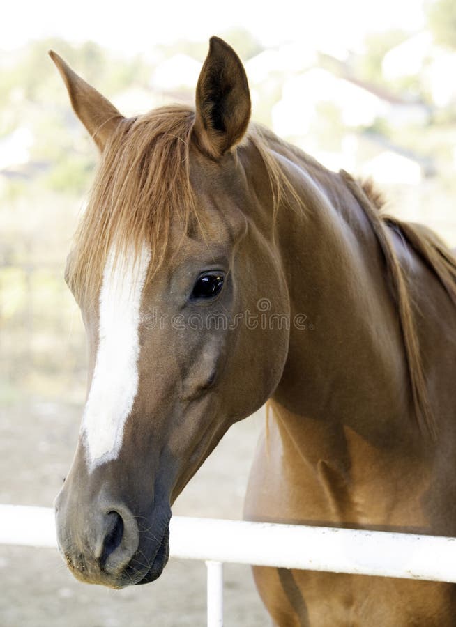200 El Caballo Pelirrojo Fotos - Libres de Derechos y Gratuitas de ...