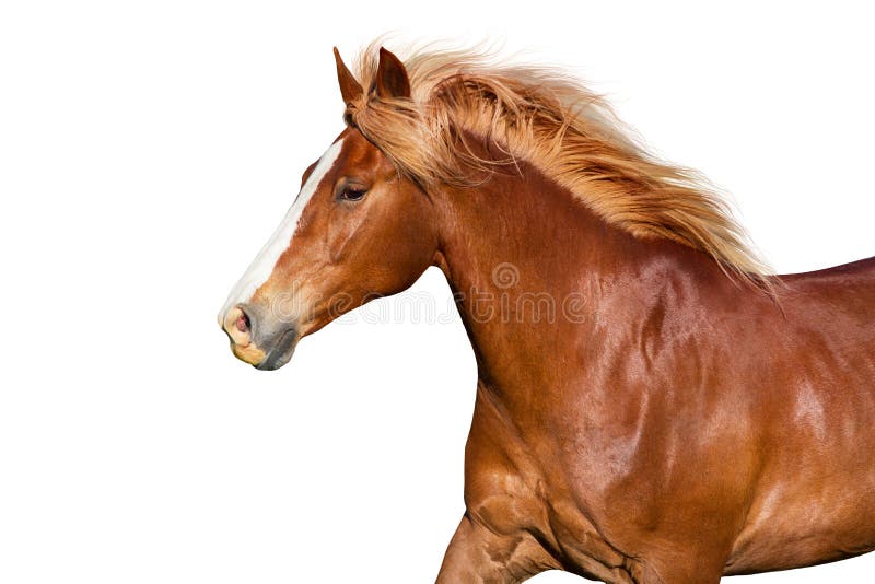 Caballo rojo aislado foto de archivo. Imagen de pista - 95894508