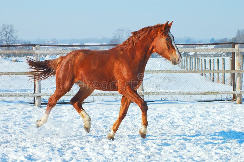 Caballo rojo corriendo imagen de archivo. Imagen de potro - 17248643