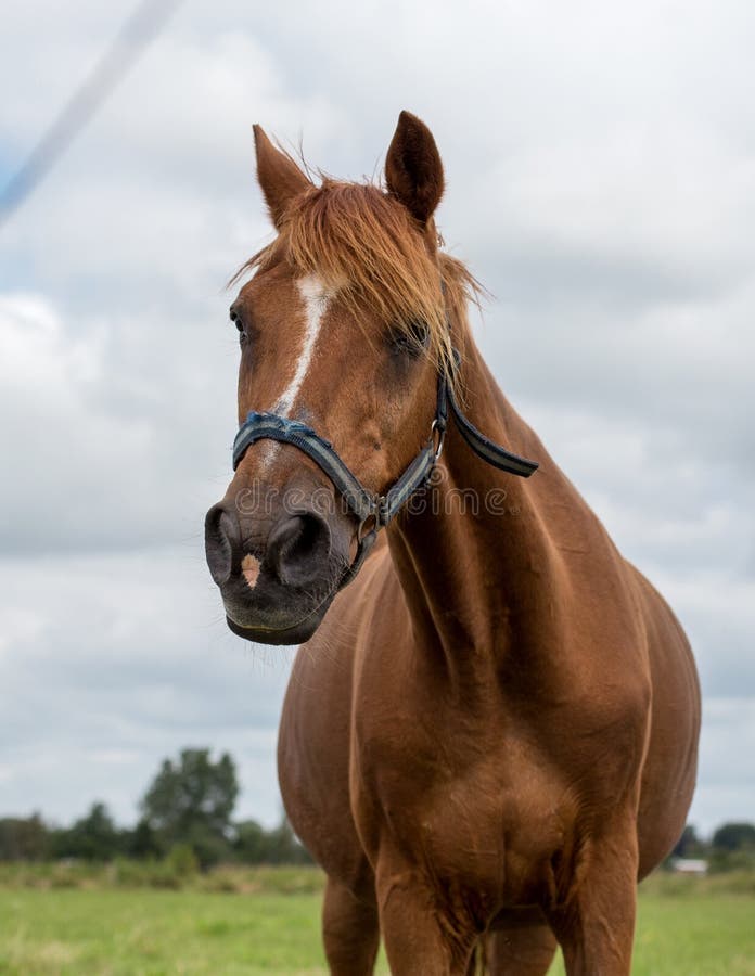 Caballo rojo en el pasto foto de archivo. Imagen de pista - 99824800