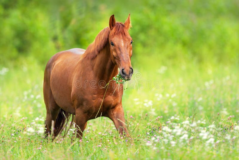 Caballo rojo en flores imagen de archivo. Imagen de resorte - 102693157