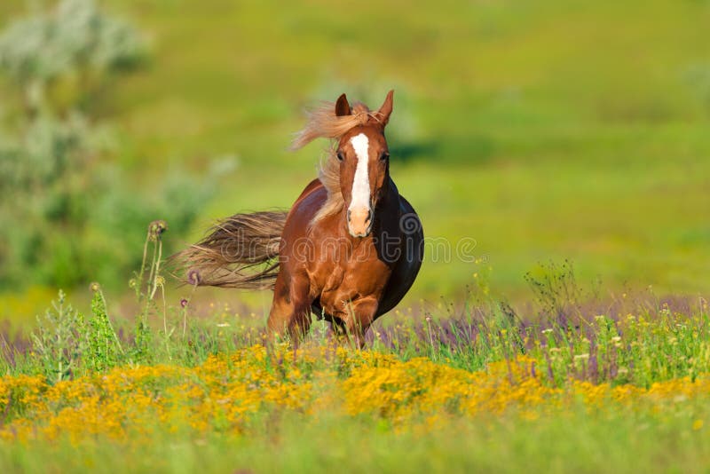 Caballo Rojo Funcionado Con En Flores Imagen de archivo - Imagen de ...