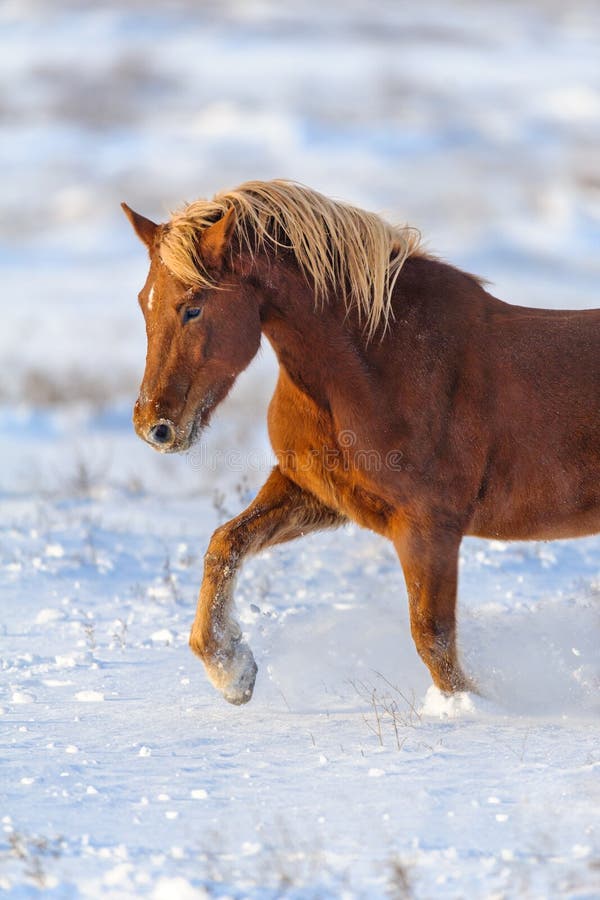 Caballo Rojo Con La Melena Rubia Larga Imagen de archivo - Imagen de ...