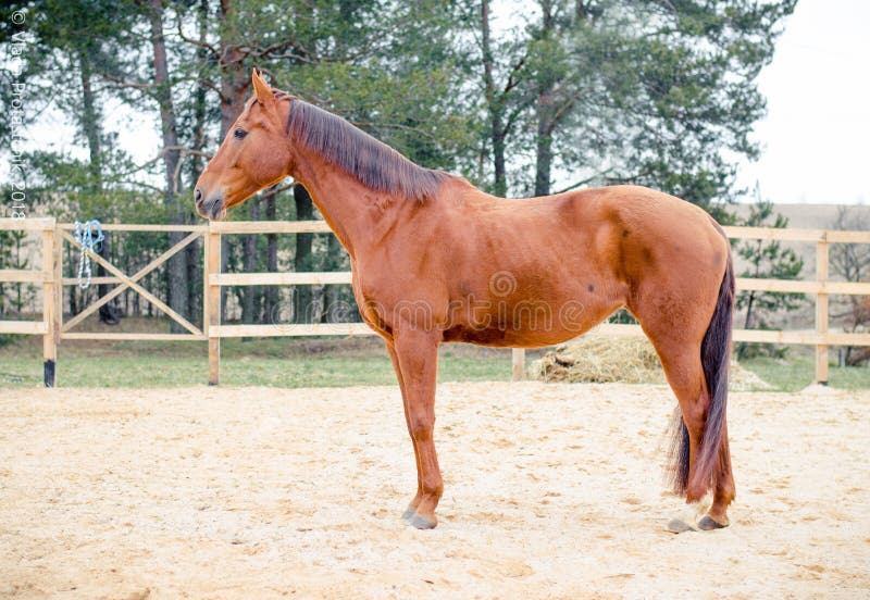 Caballo Rojo Parado En El Paddock En Primavera Imagen de archivo ...