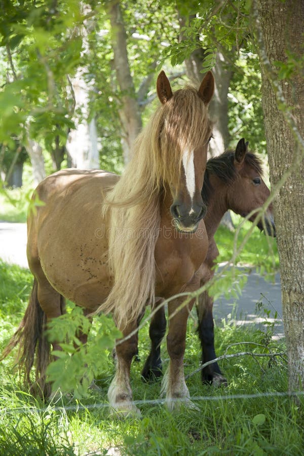 Caballo rubio imagen de archivo. Imagen de europa, travieso - 49538741