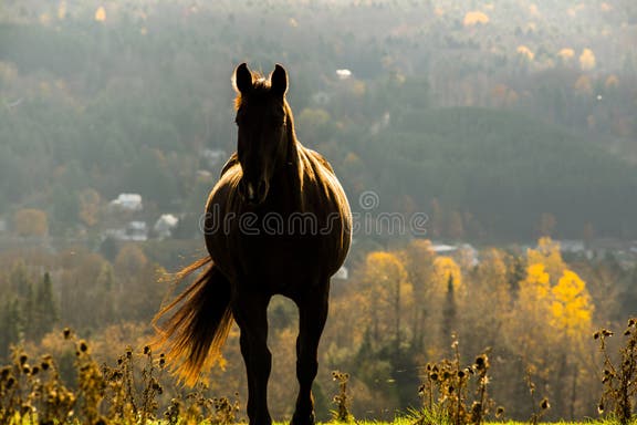 Caballo Shiloutte foto de archivo. Imagen de anaranjado - 27930976