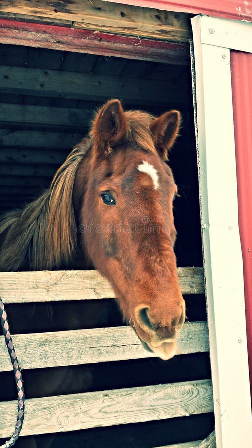 Caballo tonto imagen de archivo. Imagen de mascota, cara - 14088423