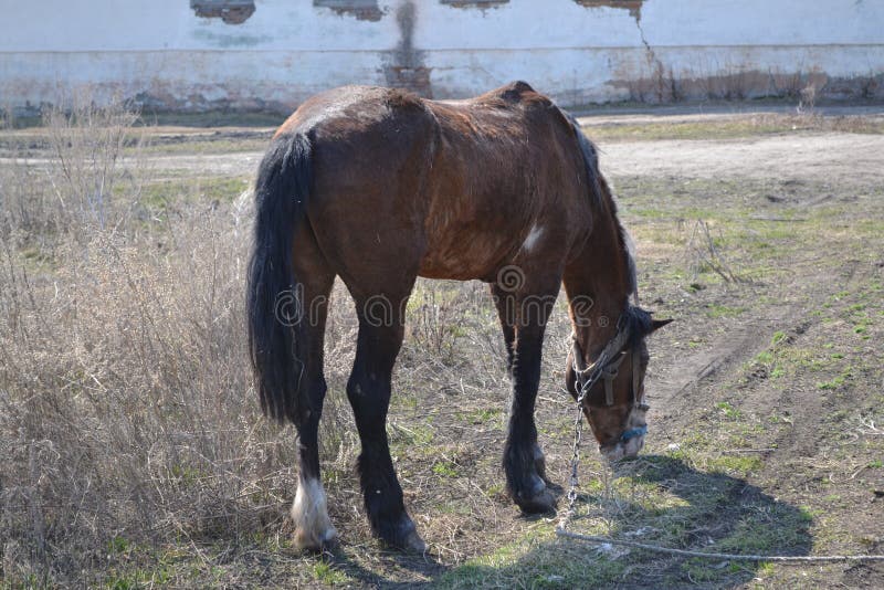 Caballo flaco imagen de archivo. Imagen de hierba, costillas - 66289599