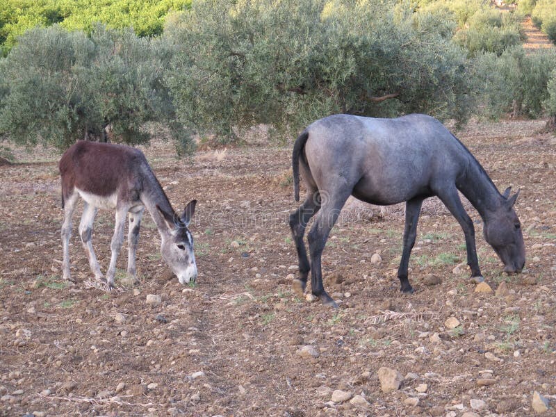 Caballo Y Burro Fotos De Stock - Descarga 6,319 Fotos Libres de Derechos