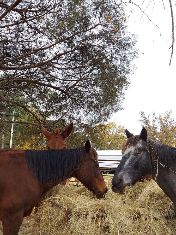 Caballo y mula divertidos imagen de archivo. Imagen de planta - 238348627